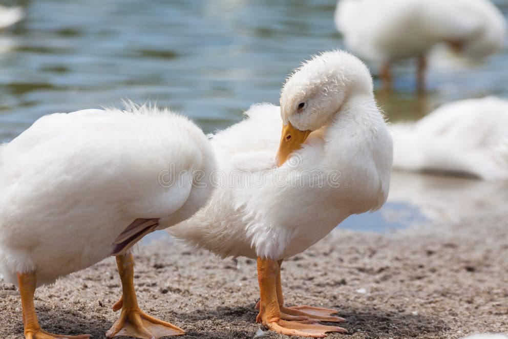 Real White Duck in a Farm with Pond Stock Photo - Image of smiles ...