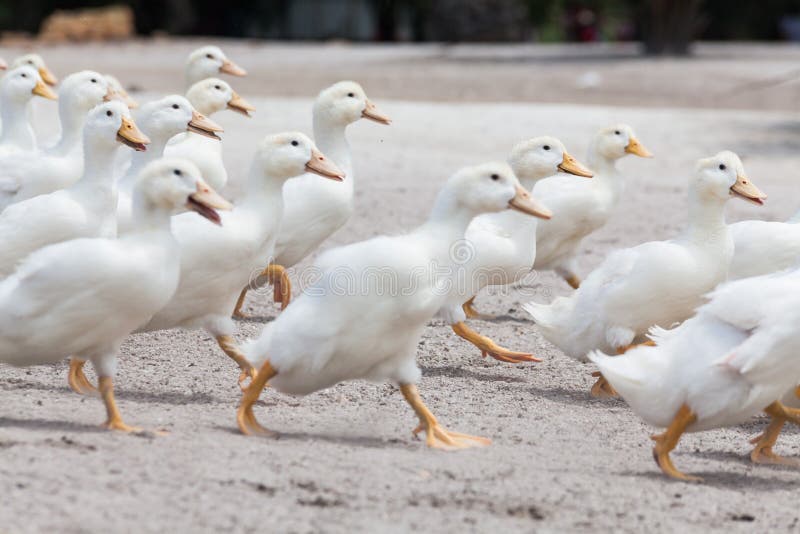 Real White Duck in a Farm with Pond Stock Image - Image of geese, park ...