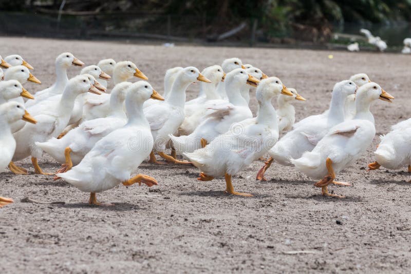 Real White Duck in a Farm with Pond Stock Image - Image of mallard ...
