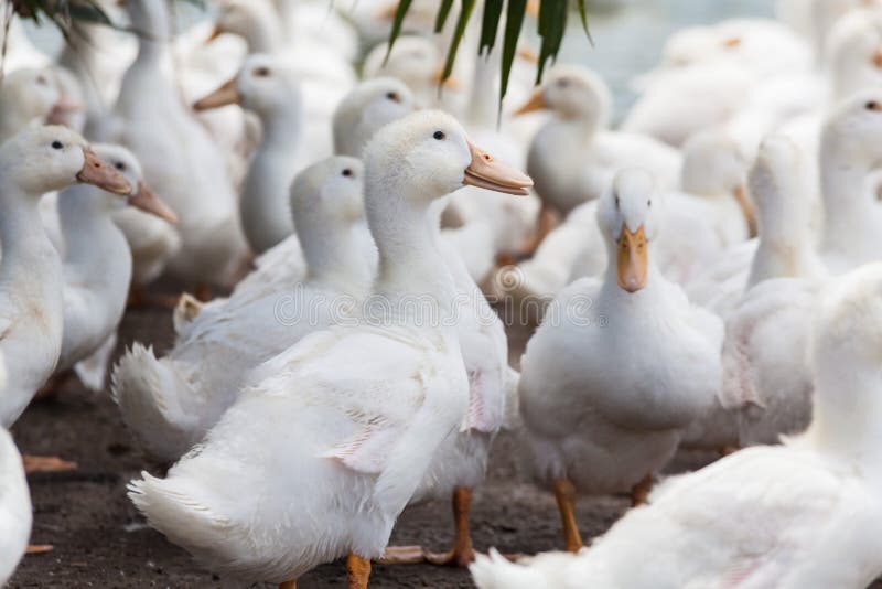 Real White Duck in a Farm with Pond Stock Photo - Image of smiles ...