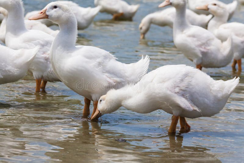 Real White Duck in a Farm with Pond Stock Image - Image of farm, blue ...