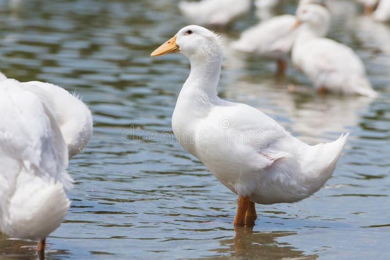 Real White Duck in a Farm with Pond Stock Image - Image of beauty, duck ...