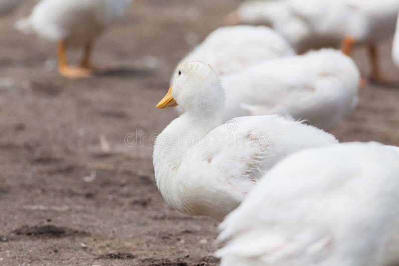 Real White Duck in a Farm with Pond Stock Image - Image of beautiful ...
