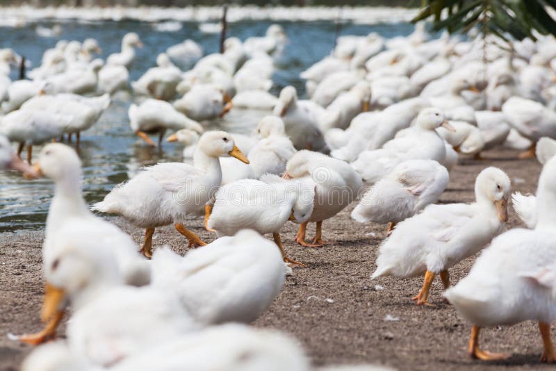 Real White Duck in a Farm with Pond Stock Photo - Image of poop ...