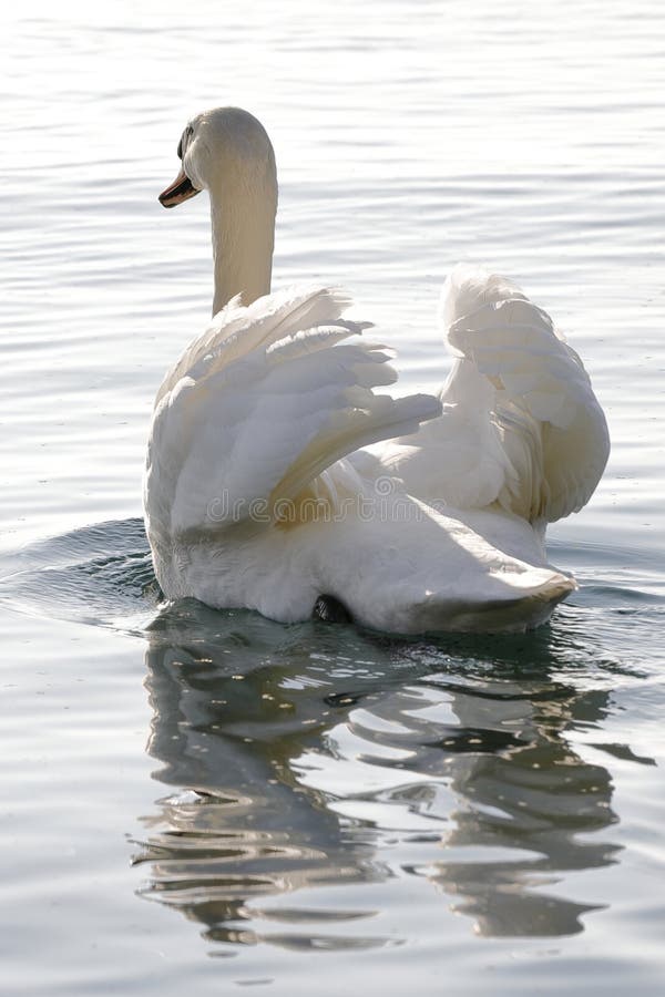 This is the real Swan lake stock image. Image of blue - 141219285
