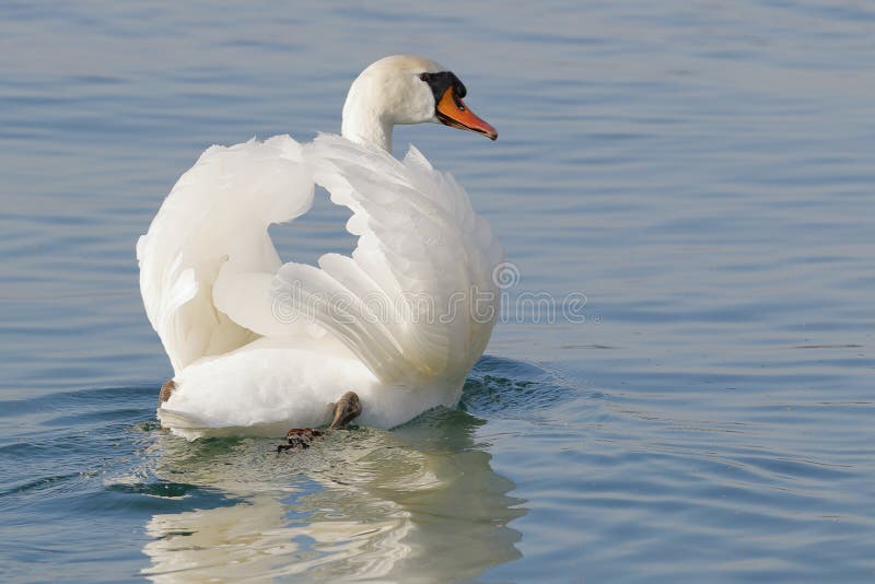 This is the real Swan lake stock photo. Image of florida - 142352058