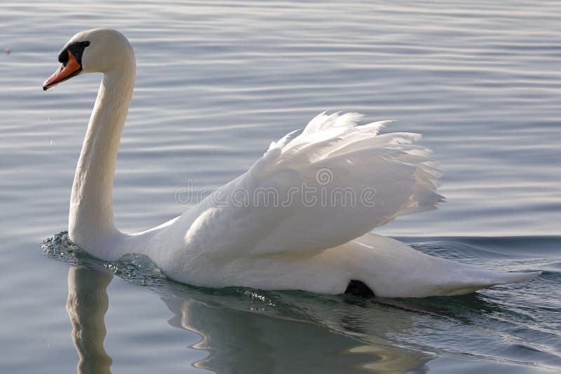 Real white swan stock photo. Image of swan, cute, river - 86678882