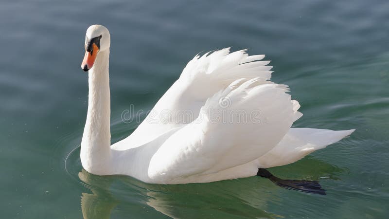 This is the real Swan lake stock photo. Image of florida - 142352058