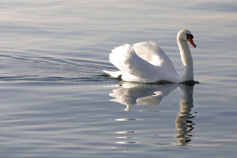 Real white swan stock photo. Image of swan, calm, outdoor - 86678918