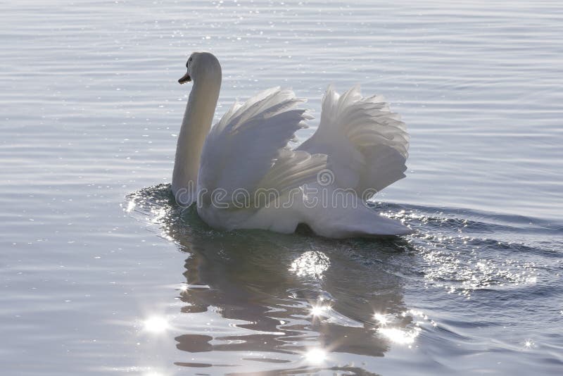 This is the real Swan lake stock photo. Image of florida - 142352058