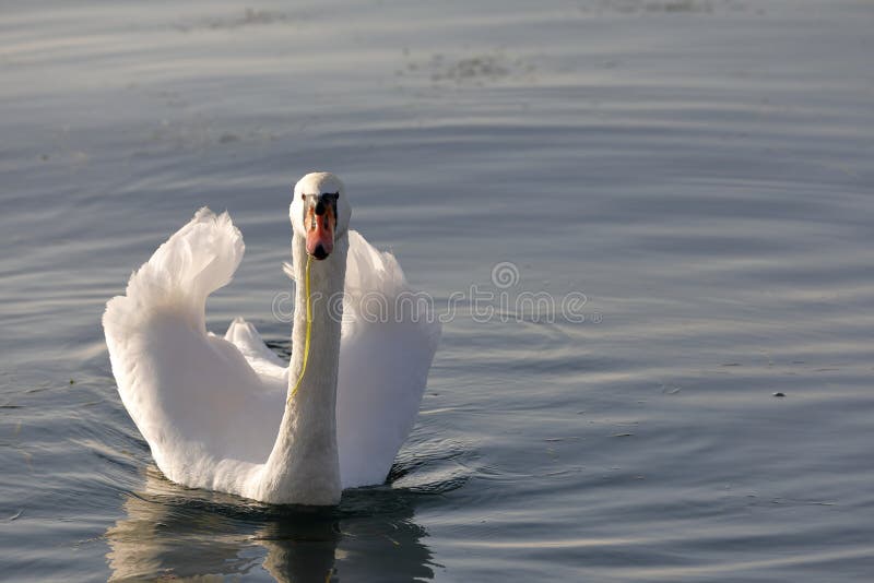 Real white swan stock image. Image of lone, river, elegant - 86679007
