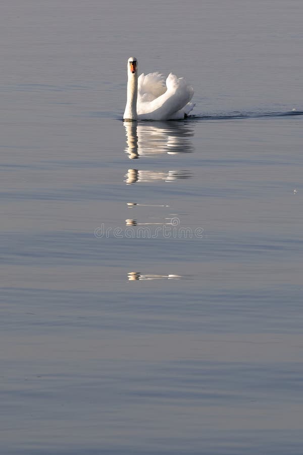 This is the real Swan lake stock photo. Image of florida - 142352058