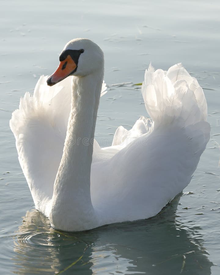 This is the real Swan lake stock photo. Image of florida - 142352058