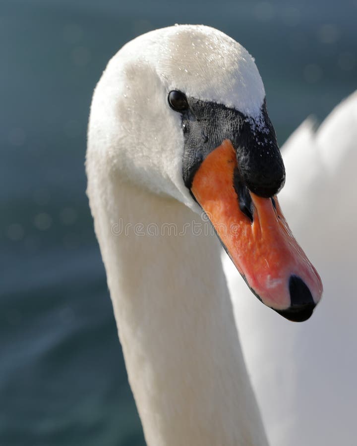 This is the real Swan lake stock photo. Image of brown - 141996544