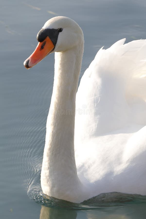 Real white swan stock image. Image of single, beauty - 86678963