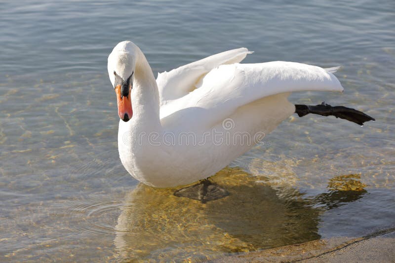 Real white swan stock photo. Image of animal, lake, graceful - 86678864