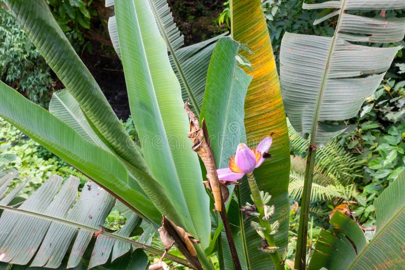 Real Wildlife Blossoming Banana Plant Stock Image - Image of blossoming ...