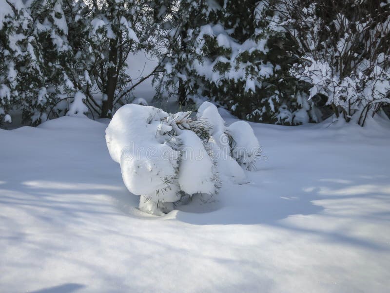 The Whole Garden is Covered with a Thick Layer of Snow. Stock Photo ...