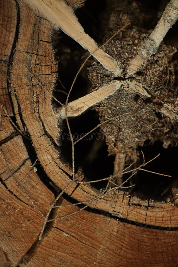 Real wood texture stock image. Image of golden, build - 73004059