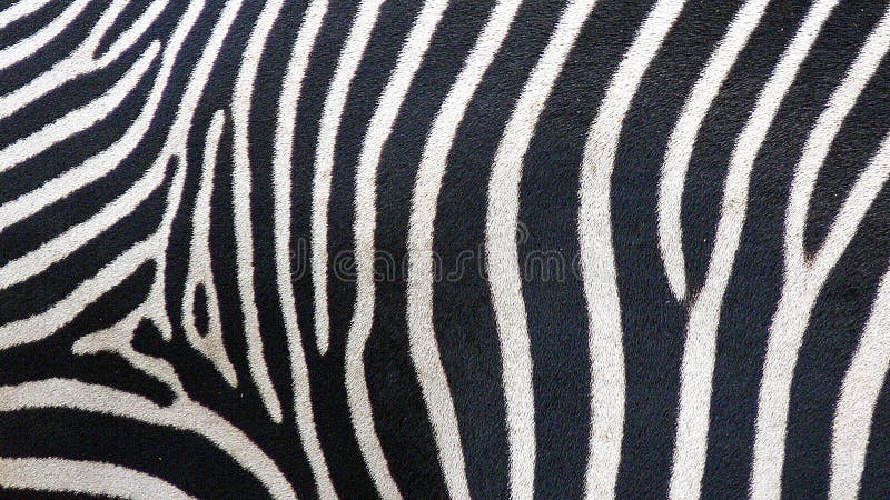 Real Zebra stripes stock photo. Image of texture, wild - 17659786