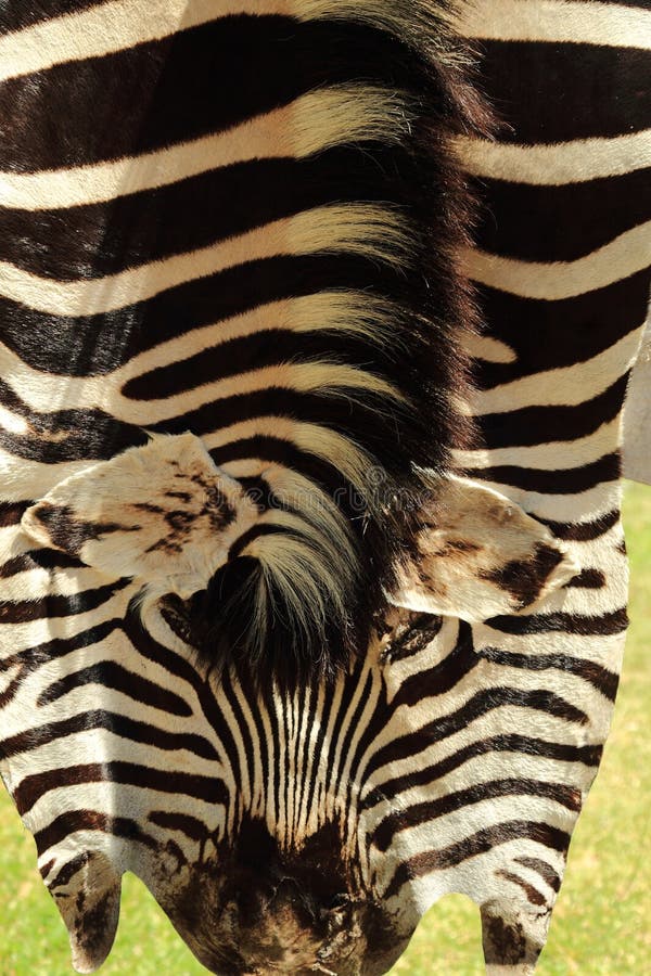 Real zebra skin stock image. Image of safari, skin, striped - 69613777