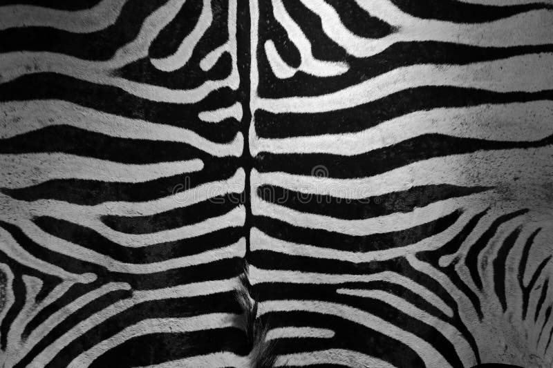 Real zebra skin stock image. Image of stripes, white - 69614161