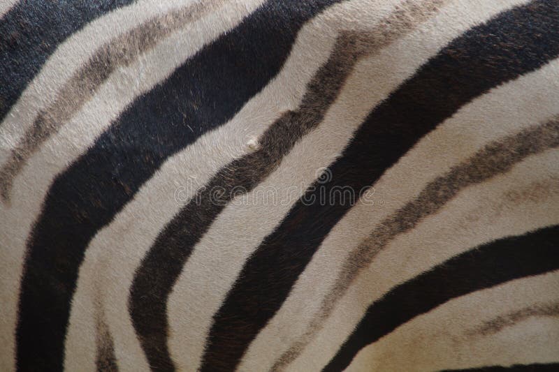 Real zebra skin - texture stock image. Image of effect - 44703295