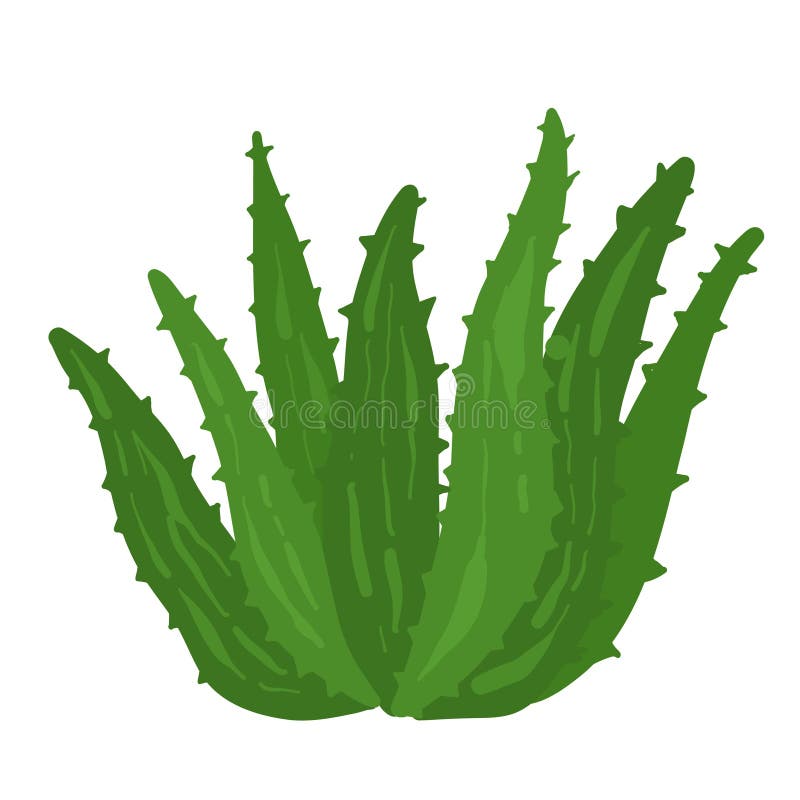 Realistic Aloe Vera Vector Illustration on White Background Stock ...