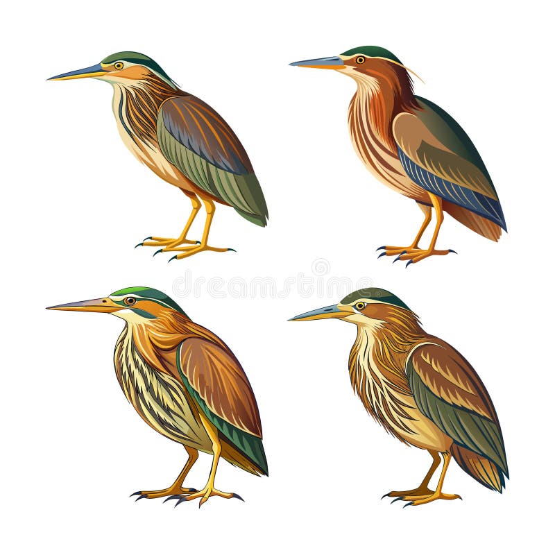 Realistic American Bittern Bird Artwork Stock Vector - Illustration of ...