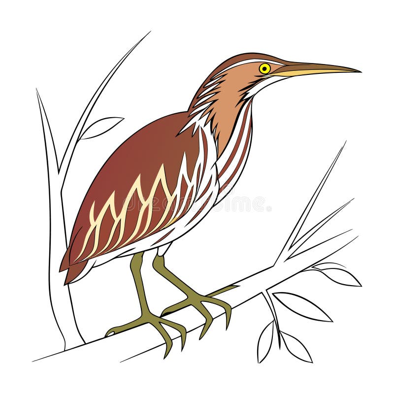 Realistic American Bittern Bird Artwork Stock Illustration ...