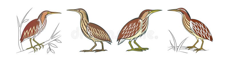 Realistic American Bittern Bird Artwork Stock Vector - Illustration of ...