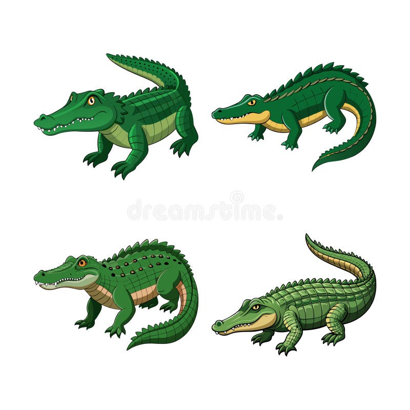 Realistic American Crocodile Color Illustration Stock Vector ...