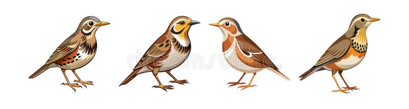 Realistic American Pipit Bird Artwork Stock Vector - Illustration of ...