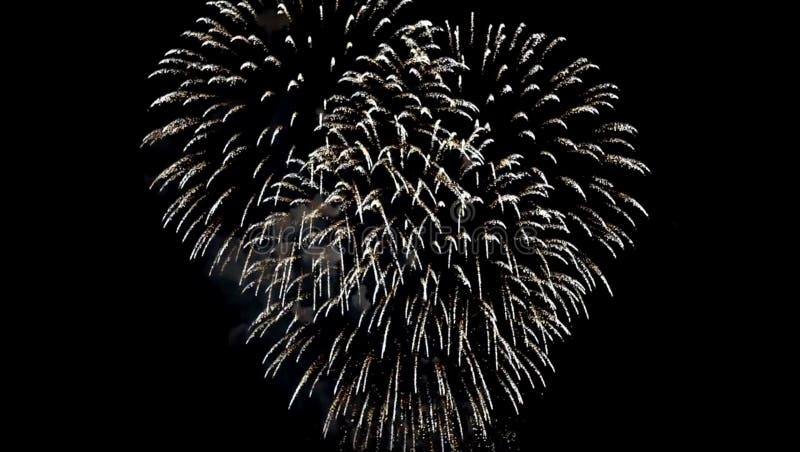Realistic Animation White Firework on Black Background. Stock Footage ...