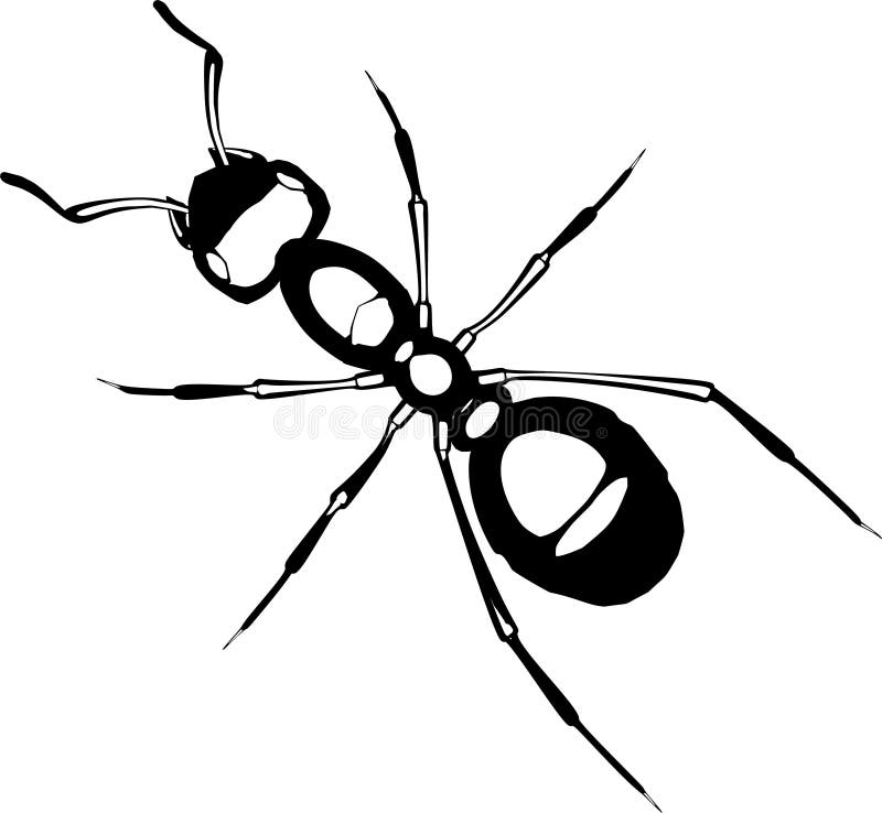 Realistic Ant Vector on White Background Stock Vector - Illustration of ...