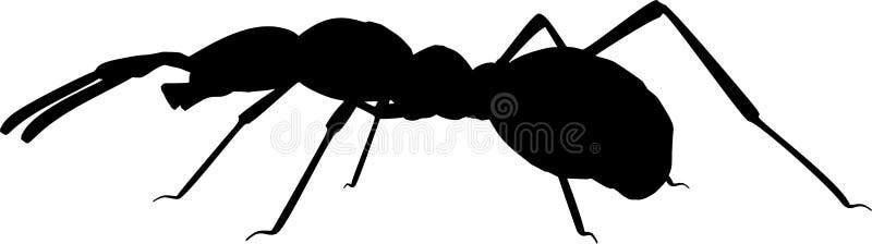 Realistic Ant Vector on White Background Stock Vector - Illustration of ...