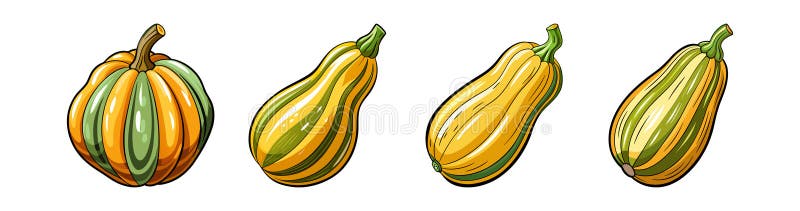 Realistic Arikara Squash Artwork with Vibrant Appeal Stock Vector ...