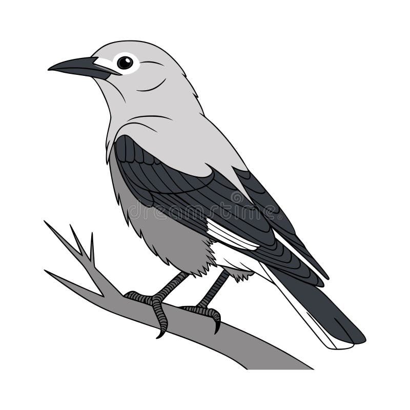 Clark S Nutcracker Bird Realistic Art Stock Illustration - Illustration ...