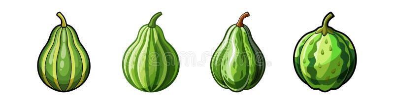Realistic Ash Gourd Vegetable Color Illustration Stock Illustration ...