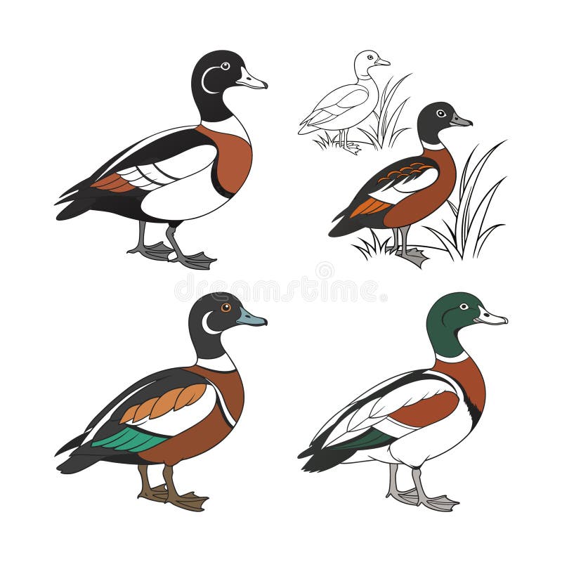 Realistic Australian Shelduck Bird Artwork Stock Vector - Illustration ...