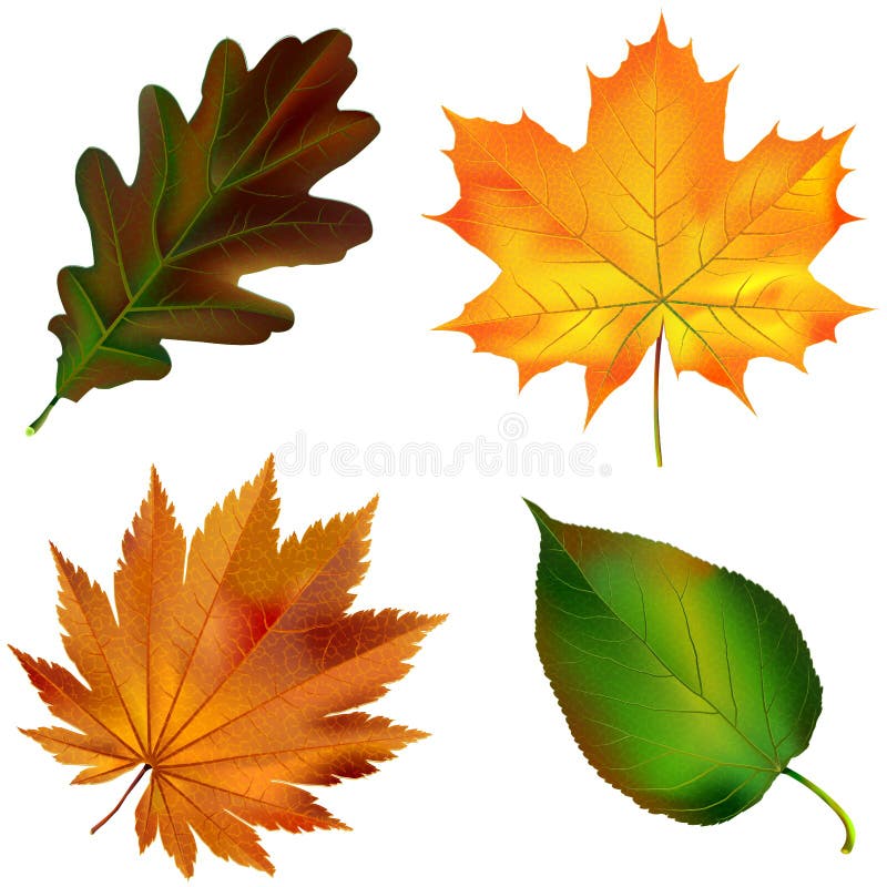 Realistic Autumn Leaves. Fall Orange Wood Foliage of Chestnut and Maple ...
