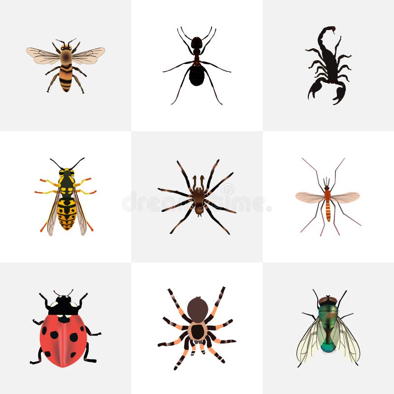 Realistic Bee, Poisonous, Gnat and Other Vector Elements. Set of Bug ...
