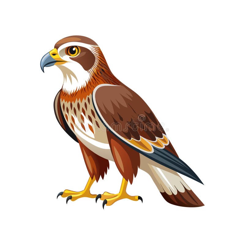 Realistic Bicolored Hawk Bird Illustration Stock Image - Illustration ...