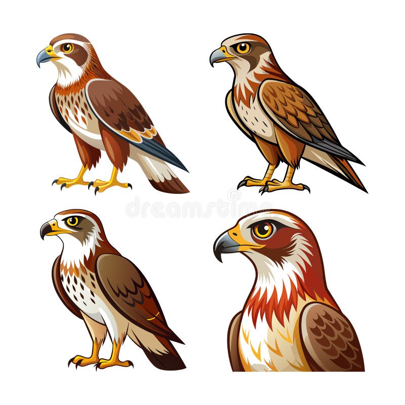 Realistic Bicolored Hawk Bird Illustration Stock Vector - Illustration ...
