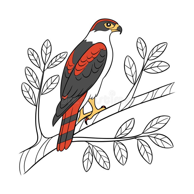 Realistic Bicolored Hawk Bird Illustration Stock Image - Illustration ...