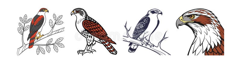 Realistic Bicolored Hawk Bird Illustration Stock Vector - Illustration ...