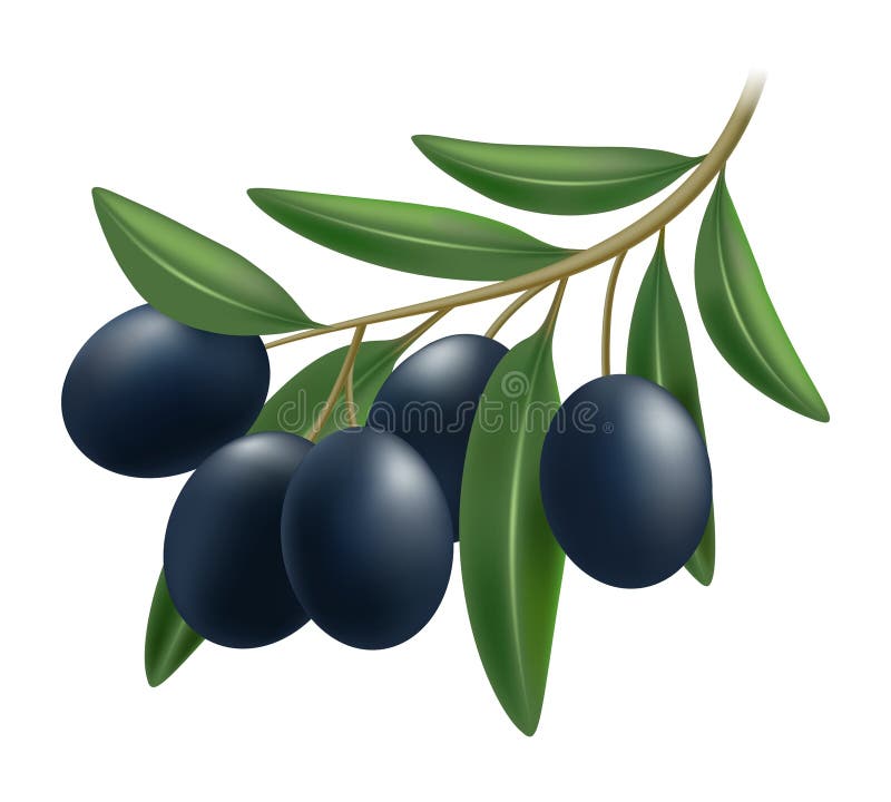 Realistic Black Olive Branch Stock Vector - Illustration of ingredient ...