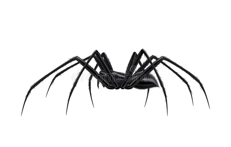 Spider Side View Stock Illustrations – 190 Spider Side View Stock ...