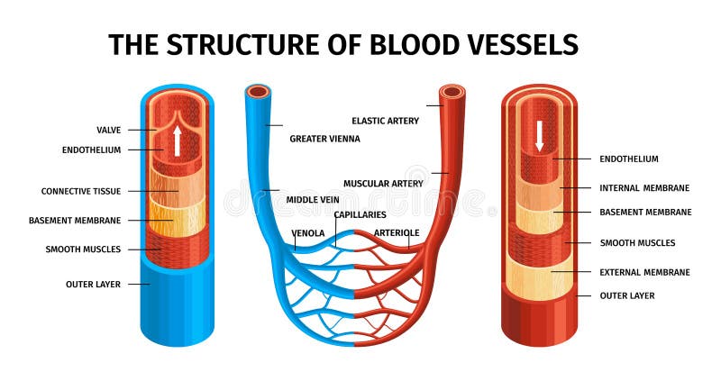 Realistic Blood Vessels Artery Vein Composition Stock Illustrations – 3 ...