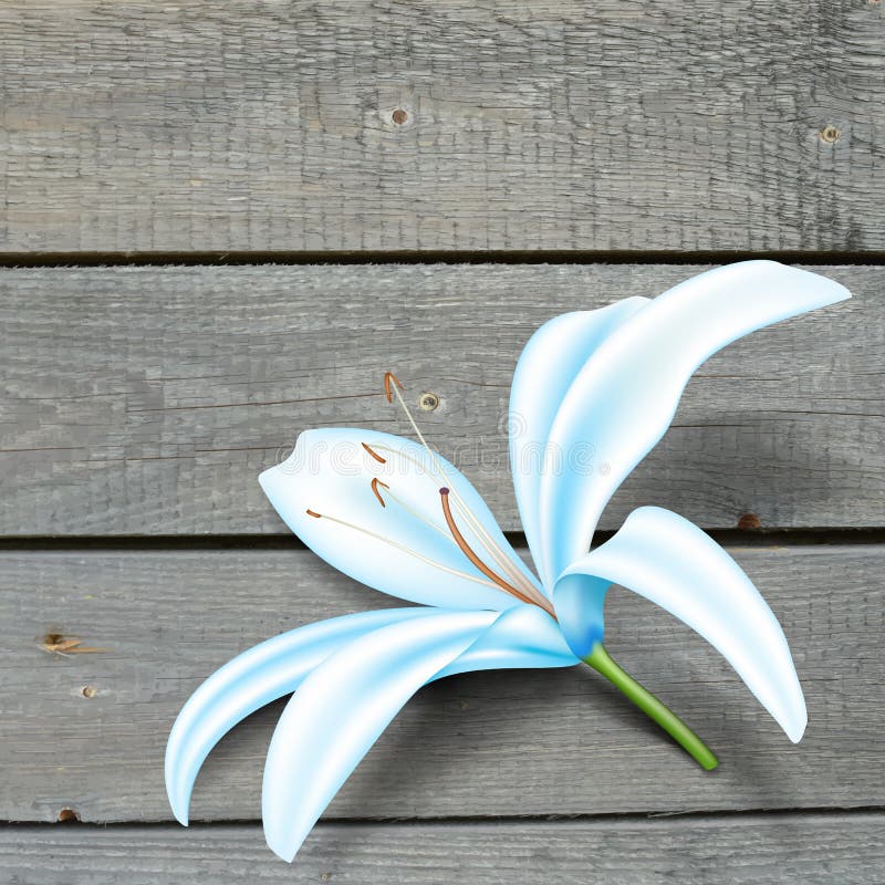 Realistic Blue Lily Flower. Vector Illustration Stock Vector ...